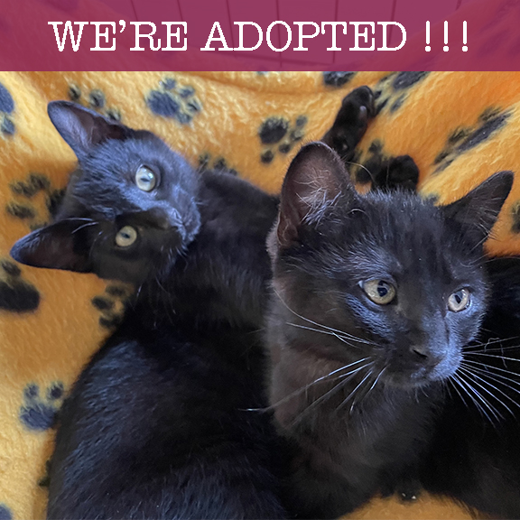 JENNY & SHADOW (BONDED) - Cats of Salt Spring