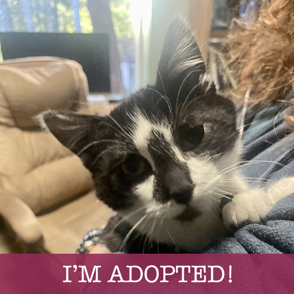 LUNA - Cats of Salt Spring