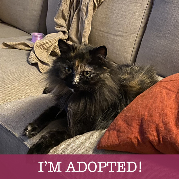 SARAH - Cats of Salt Spring