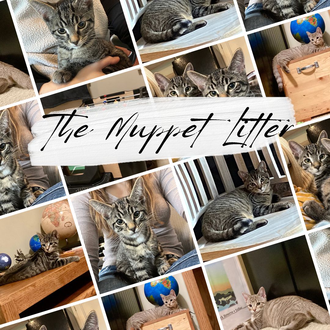 THE MUPPET LITTER - Cats of Salt Spring