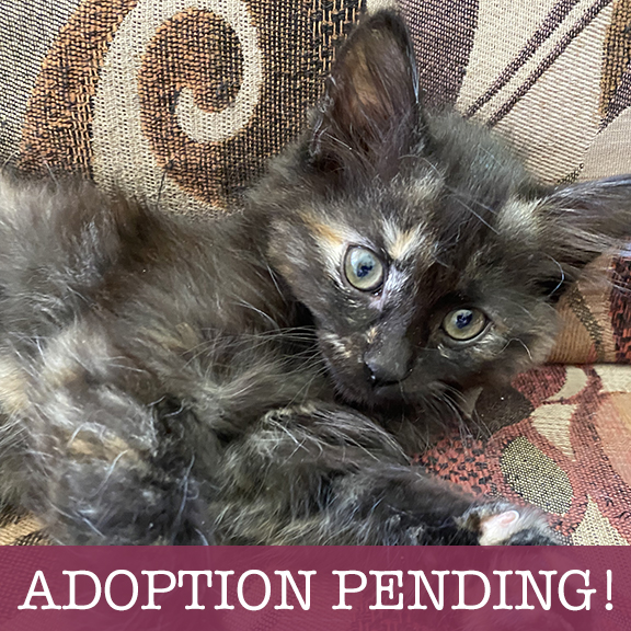 MOCHA - Cats of Salt Spring